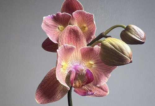 Орхидея фаленопсис бабочка Chialin Rainbow