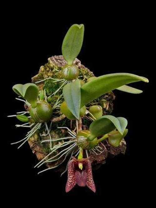 Мини орхидея Trias Cambodiana