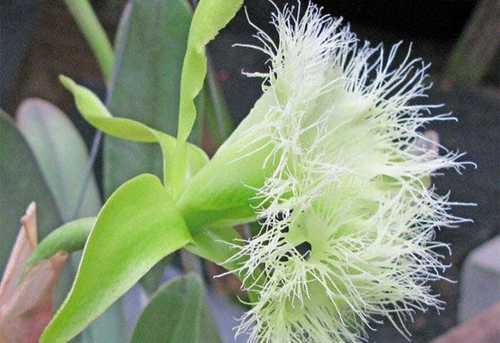 Орхидея Rl. digbyana 'Green Giant' FCC-AOS