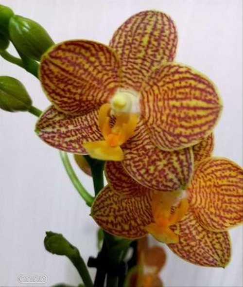 Орхидея фаленопсис Indian Summer
