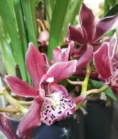 Орхидея Цимбидиум Каскад Бордовый 2-3 цв