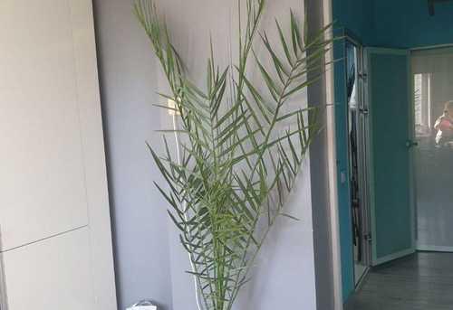Финиковая пальма 2-2,5м
