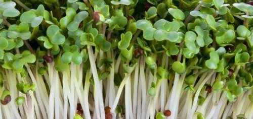Семена микрозелени брокколи