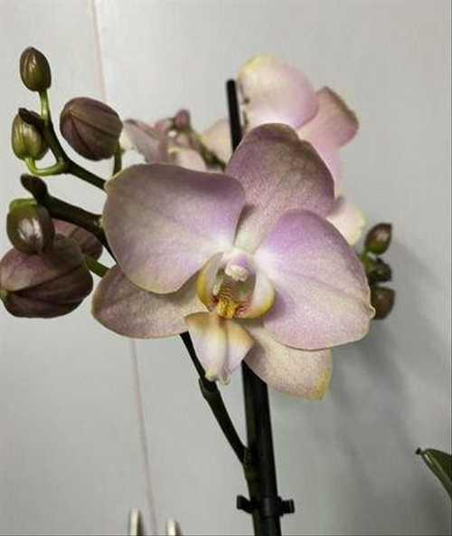 Орхидея фаленопсис Просекко