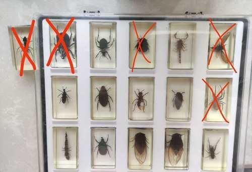 Насекомые в стекле "насекомые и их знакомые"
