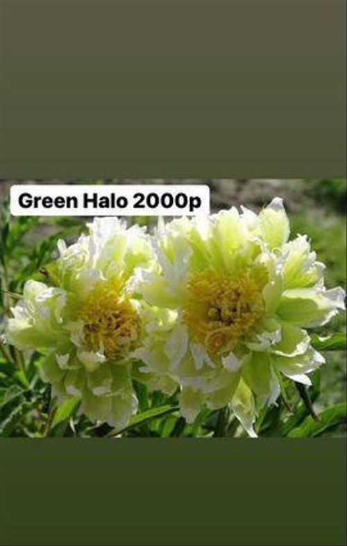 Пион Green Halo
