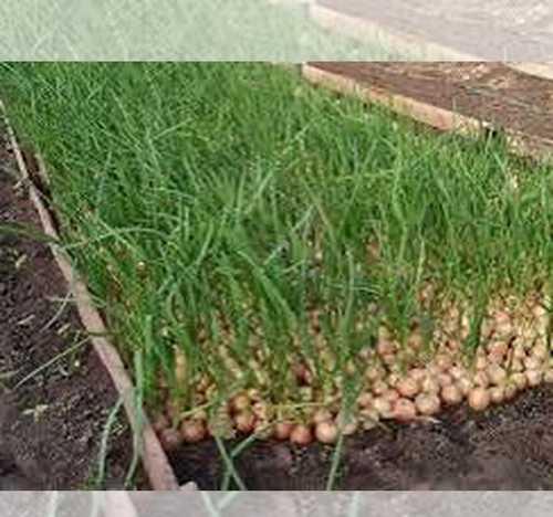 Лук на перо оптом от 3х тонн