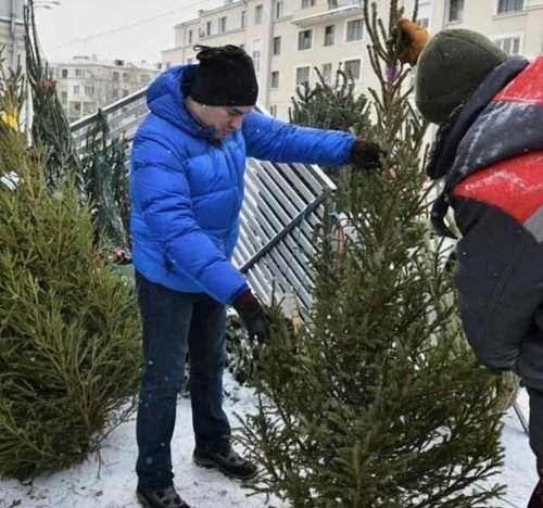 Ель живая, гирлянда в подарок