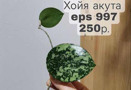 Хойя акута eps 997