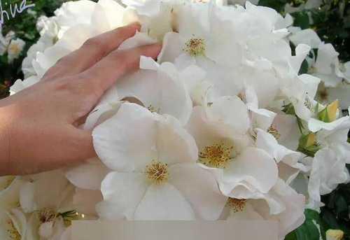 Саженцы роз.Роза Салли Холмс