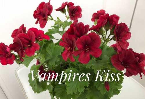 Королевская пеларгония Vampires Kiss
