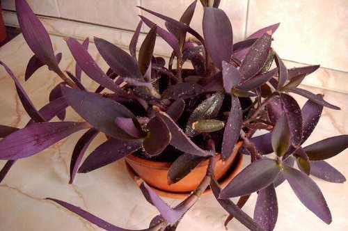 Сеткреазия пурпурная (отростки)