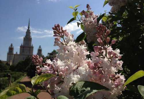 Сирень Красавица Москвы сажецы