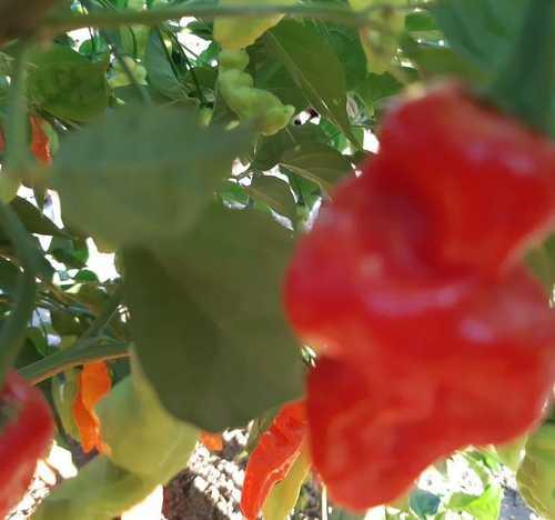 Перчик Carolina reaper