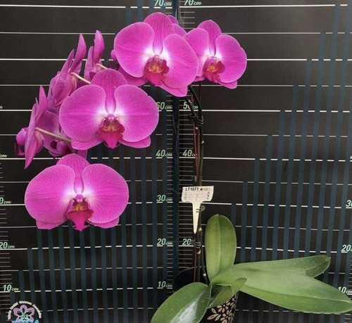 Орхидея фаленопсис грандифлора DY1571