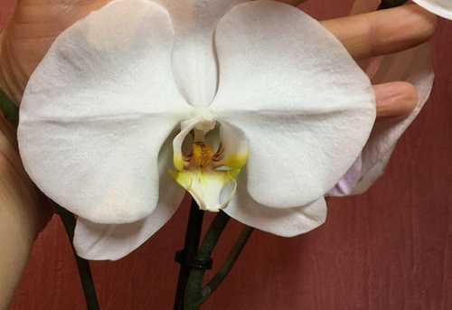 Орхидея фаленопсис Сого Юкидан цветущая