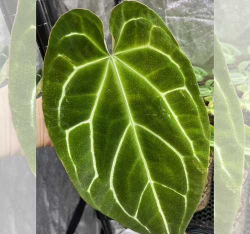 Anthurium Crystallinum South America