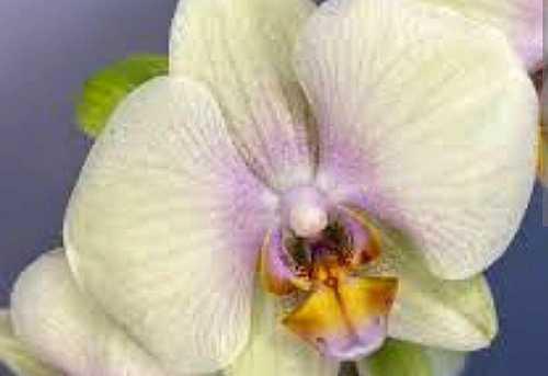 Орхидея фаленопсис Скульптура