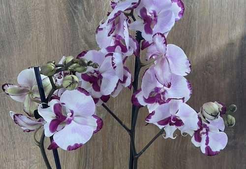 Орхидея фаленопсис молния/ долматин