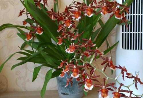 Орхидея камбрия (Одонтоглоссум)