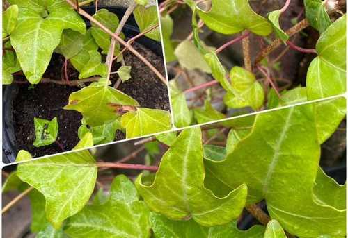 Редкий сорт домашнего плюща Hedera