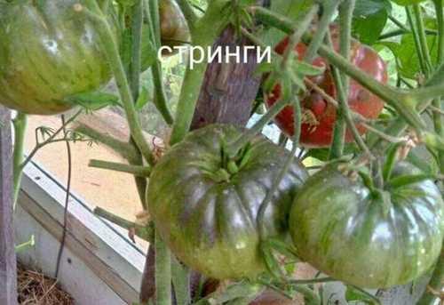 Семена томатов гномов