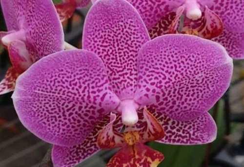 Орхидея фаленопсис Shyang Fa Pink Pearl