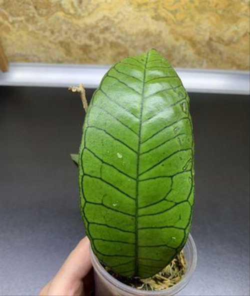 Hoya sp. Borneo Gunung Gading