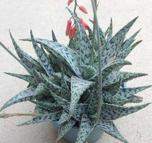 Aloe Doran Black