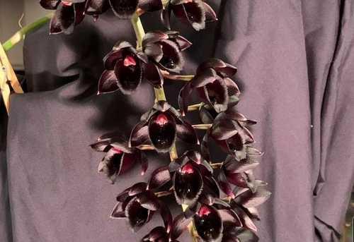 Catasetum FDK.Desert Bordeaux/FDK.After Dark