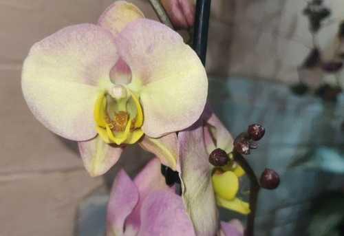 Орхидея фаленопсис очарование