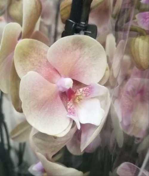 Фаленопсис Биг Лип Вулкано орхидея О667