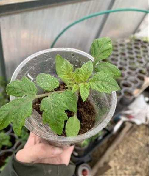 Рассада томатов тайной зеленой личинки