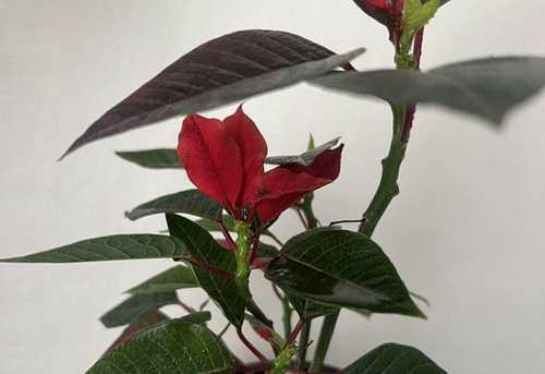 Растение пуансеттия