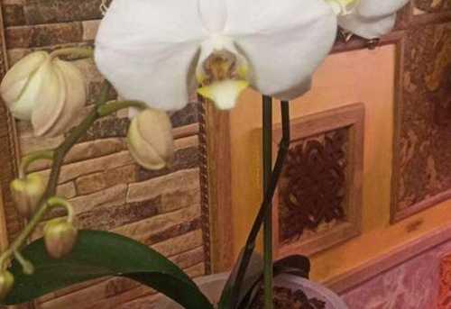 Белая орхидея "Кембридж" и Онцидиум Sweet Sugar