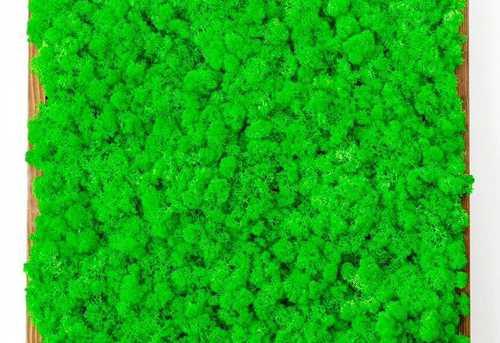 Квадратные и прямоугольные фитокартины 'Зеленый уг