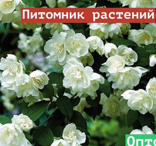 Саженцы Чубушник Minnesota Snowflake (Миннесота С