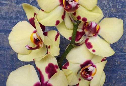 Орхидея фаленопсис Romee / Роми