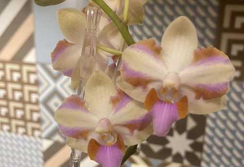 Орхидея фаленопсис pulcherrima 4n