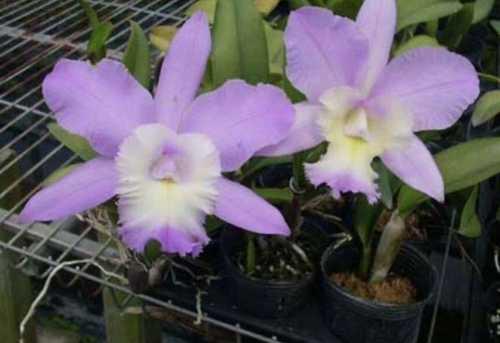 Орхидея каттлея B. Digbyana * C. Walkeriana