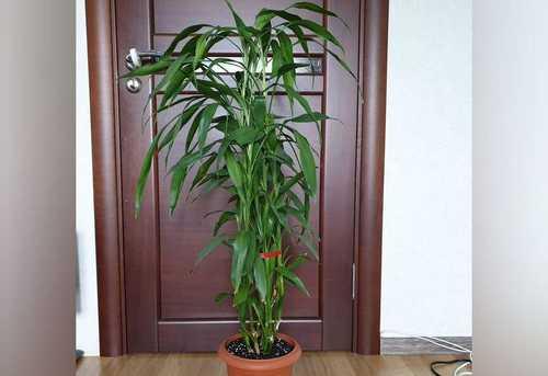 Большой Бамбук 105 см в горшке, шикарное растение