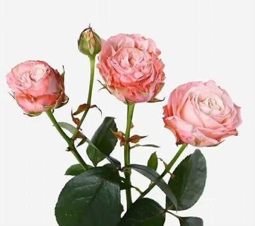 Роза Мадам Бомбастик (50 см.)