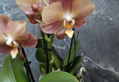 Орхидея фаленопсис Monaco цвета капучино