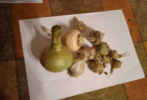 Луковицы индийского лука