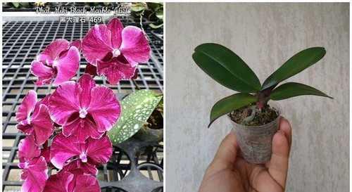 Орхидея биглипы азиатские подростки не цветут