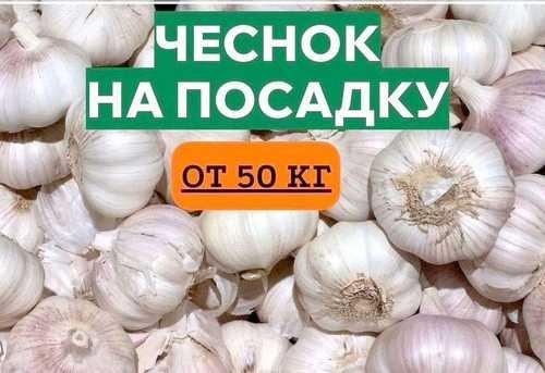 Чеснок озимый