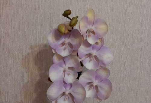 Орхидея фаленопсис биглип Венецианский Карнавал