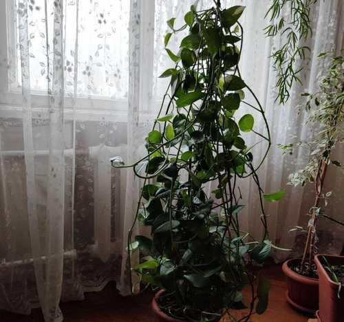 Сциндапсус