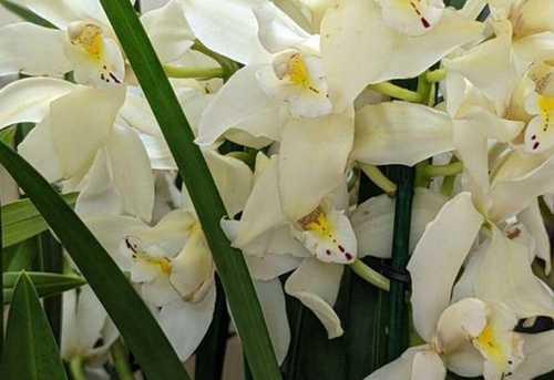 Орхидеи Цимбидиум