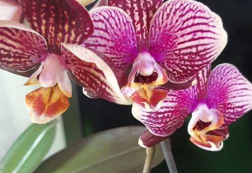Орхидея фаленопсис Фантом с деткой
